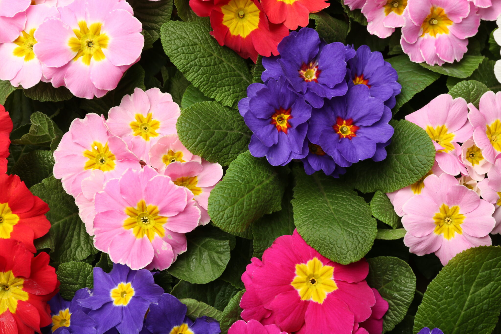 Flower wholesaler Arco Fleurs | Fresh flowers & plants online